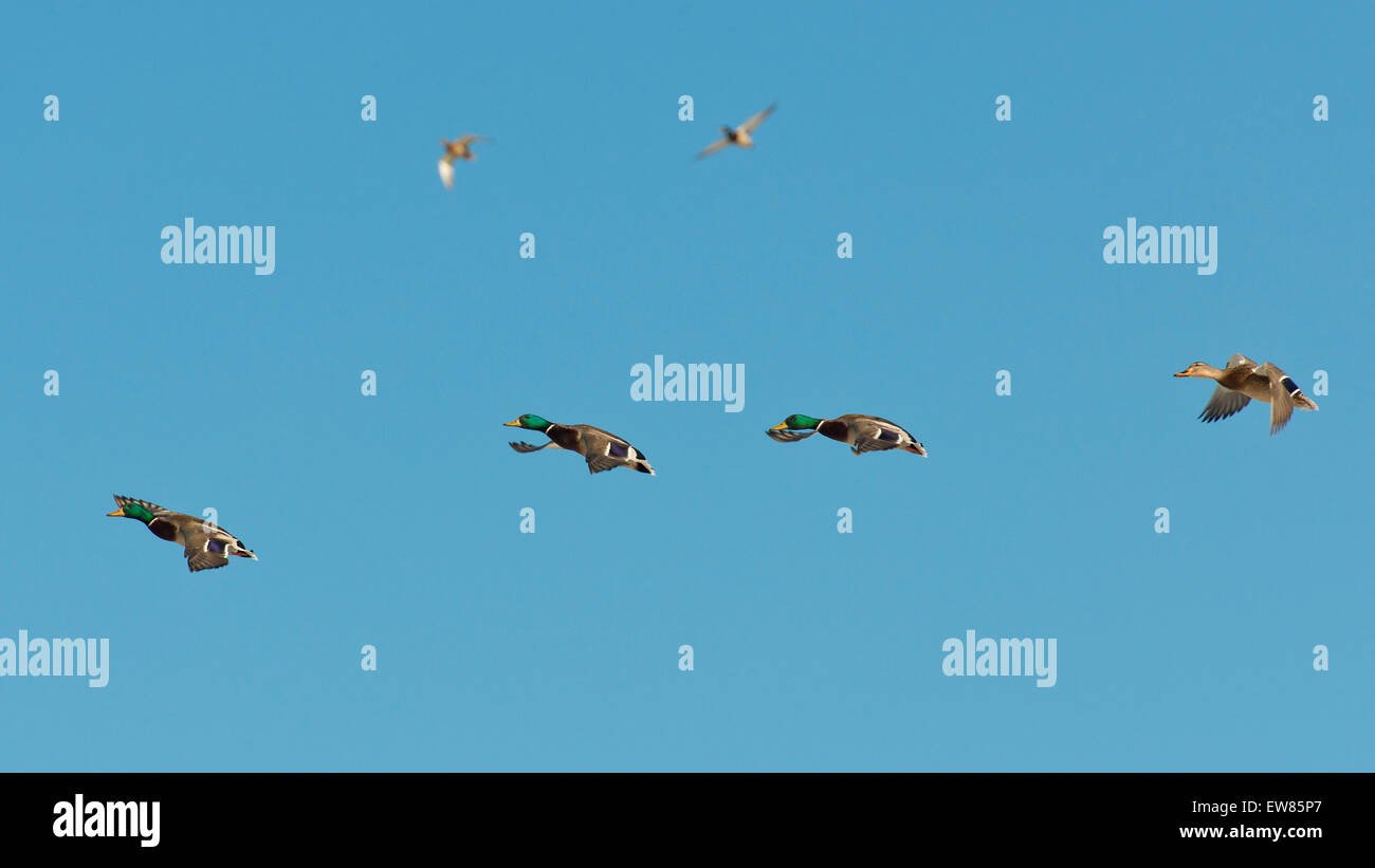 A flying flock of Mallard Ducks Stock Photo - Alamy