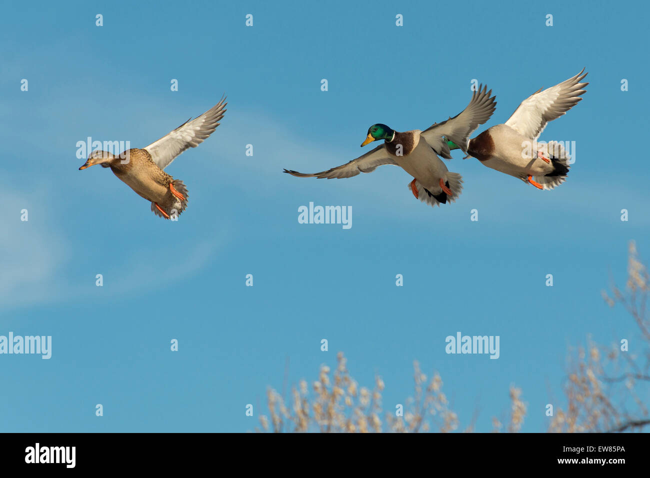 A flying flock of Mallard Ducks Stock Photo - Alamy