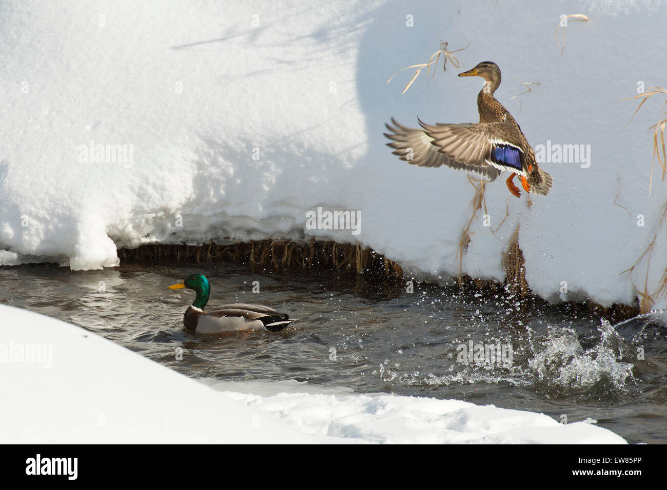 A MALLARD PAIR FLUSHING FROM A WETLAND IN THE WINTER STOCK IMAGE Stock ...