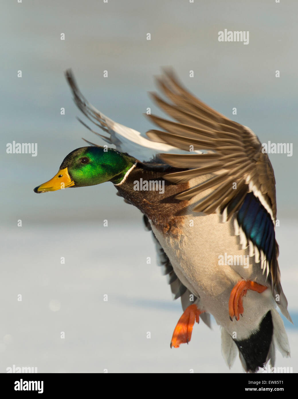 Flying Drake Mallard Stock Photo - Alamy
