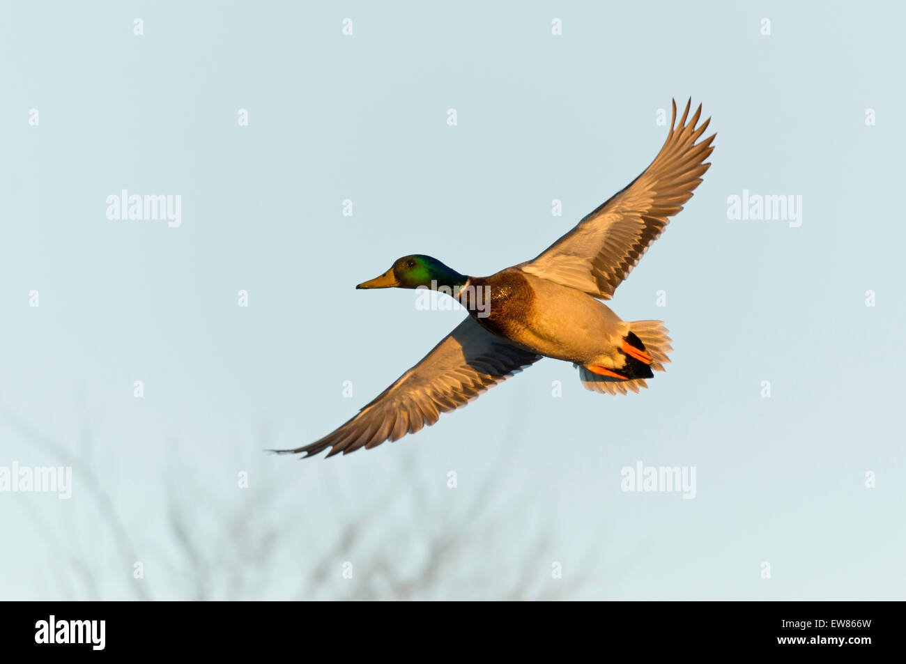 Flying Drake Mallard Stock Photo - Alamy