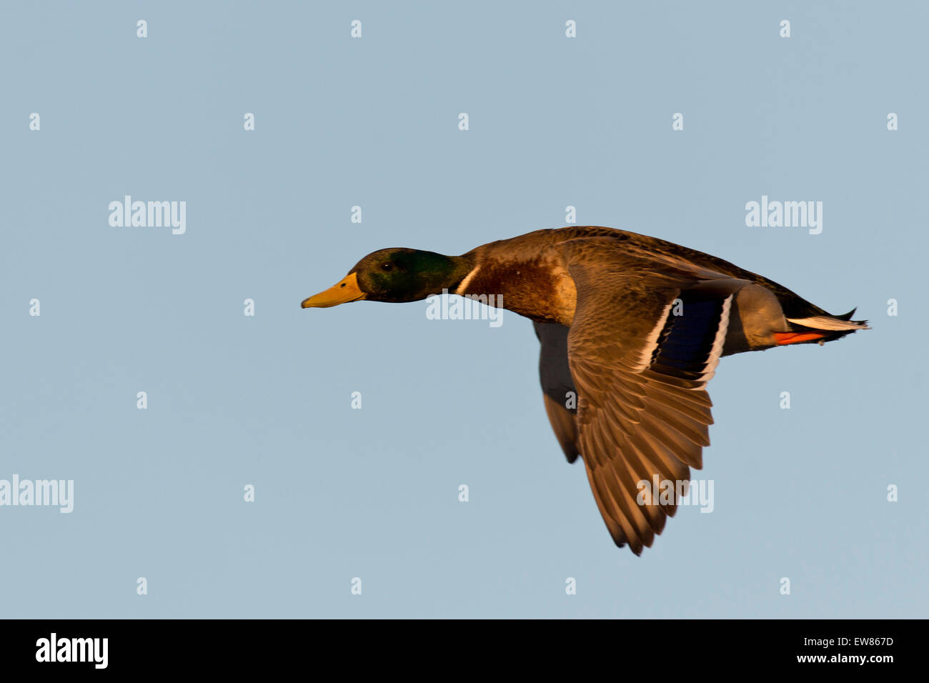 Flying Drake Mallard Stock Photo - Alamy
