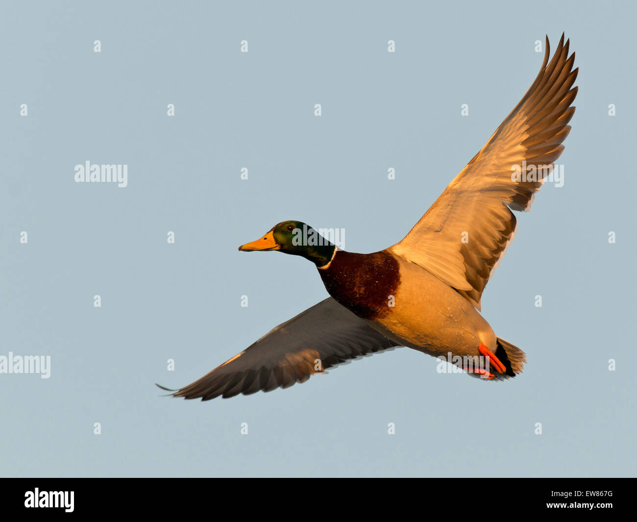 Flying Drake Mallard Stock Photo - Alamy