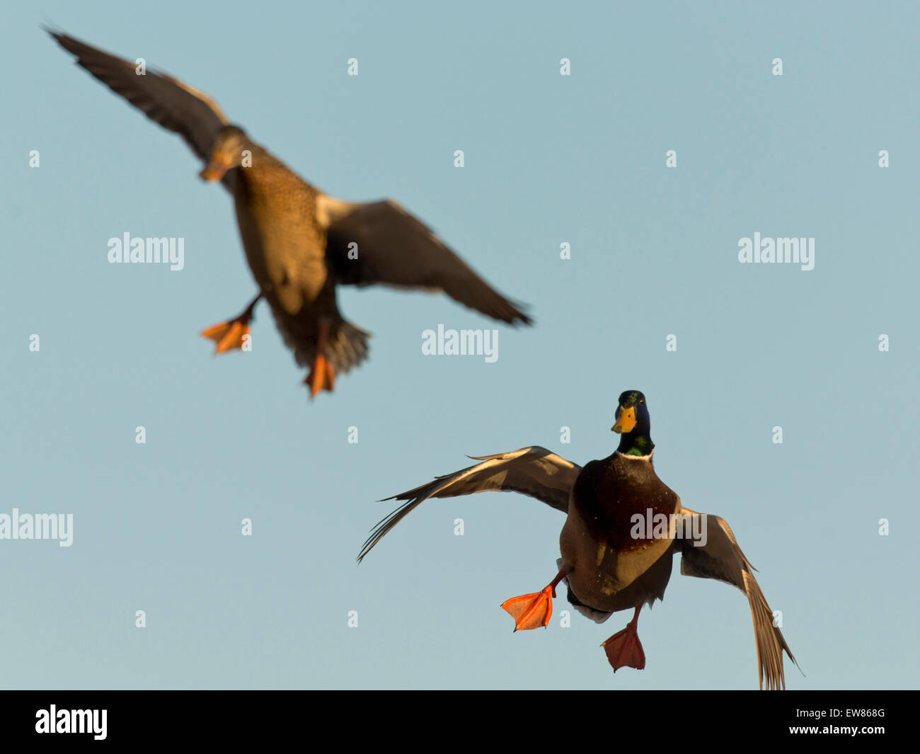 A flying flock of Mallard Ducks Stock Photo - Alamy