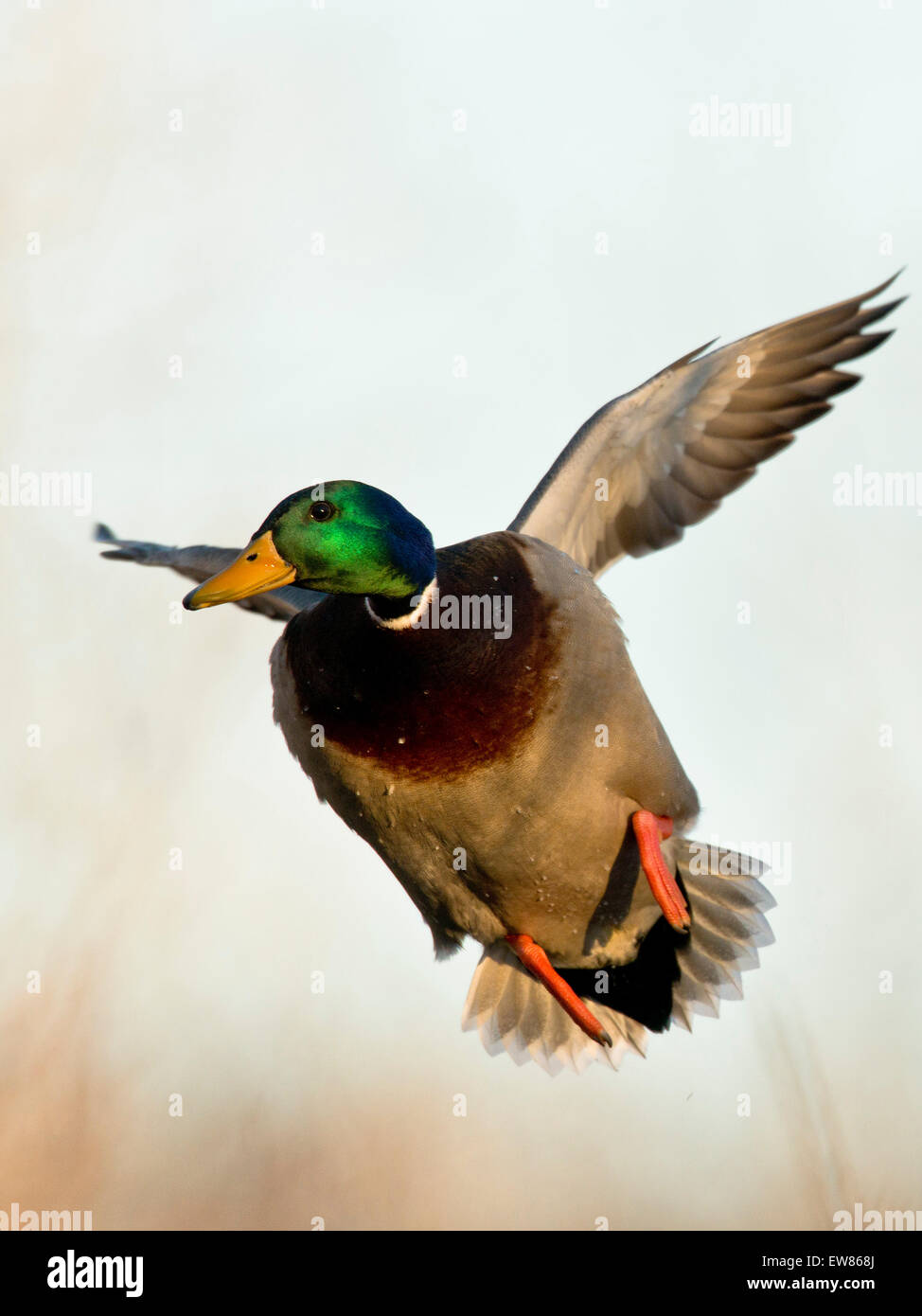 Flying Drake Mallard Stock Photo - Alamy