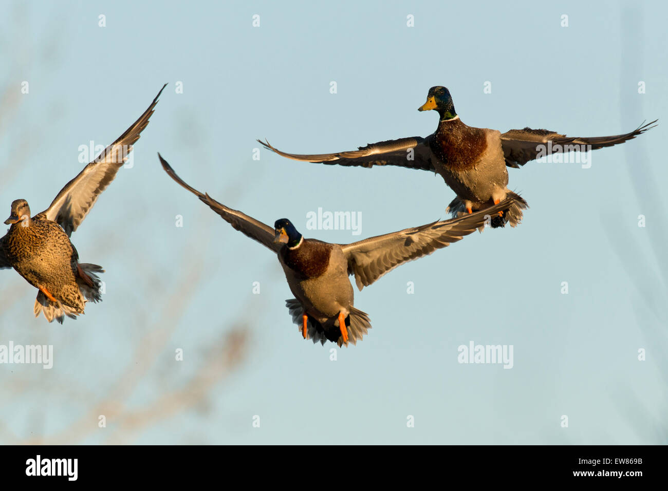 A flying flock of Mallard Ducks Stock Photo - Alamy