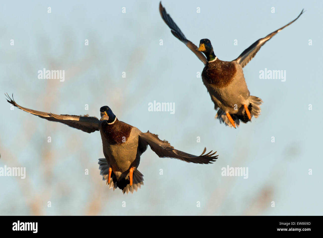 Flock Of Mallard Duck Flying