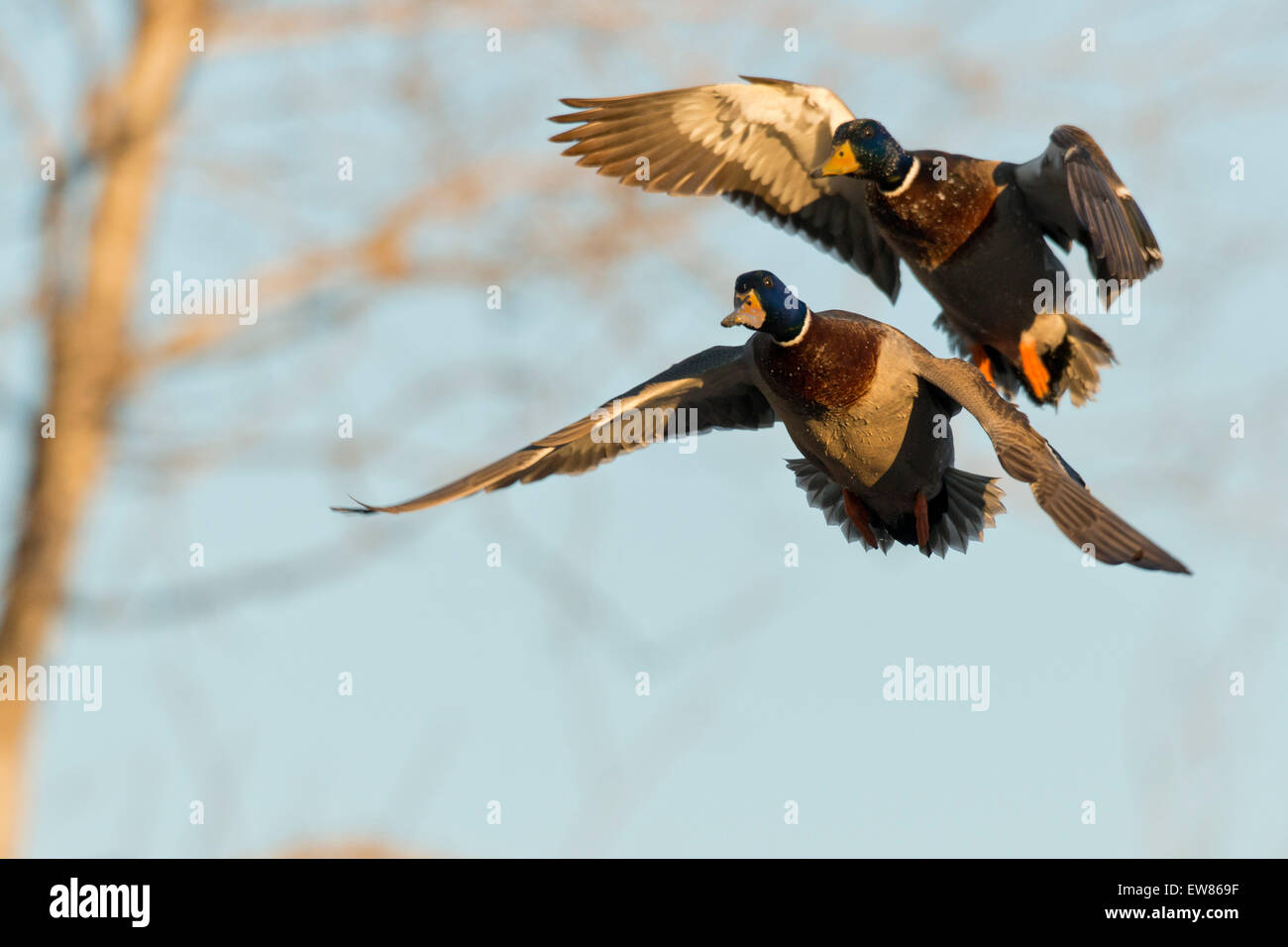 Mallard duck flying hi-res stock photography and images - Alamy