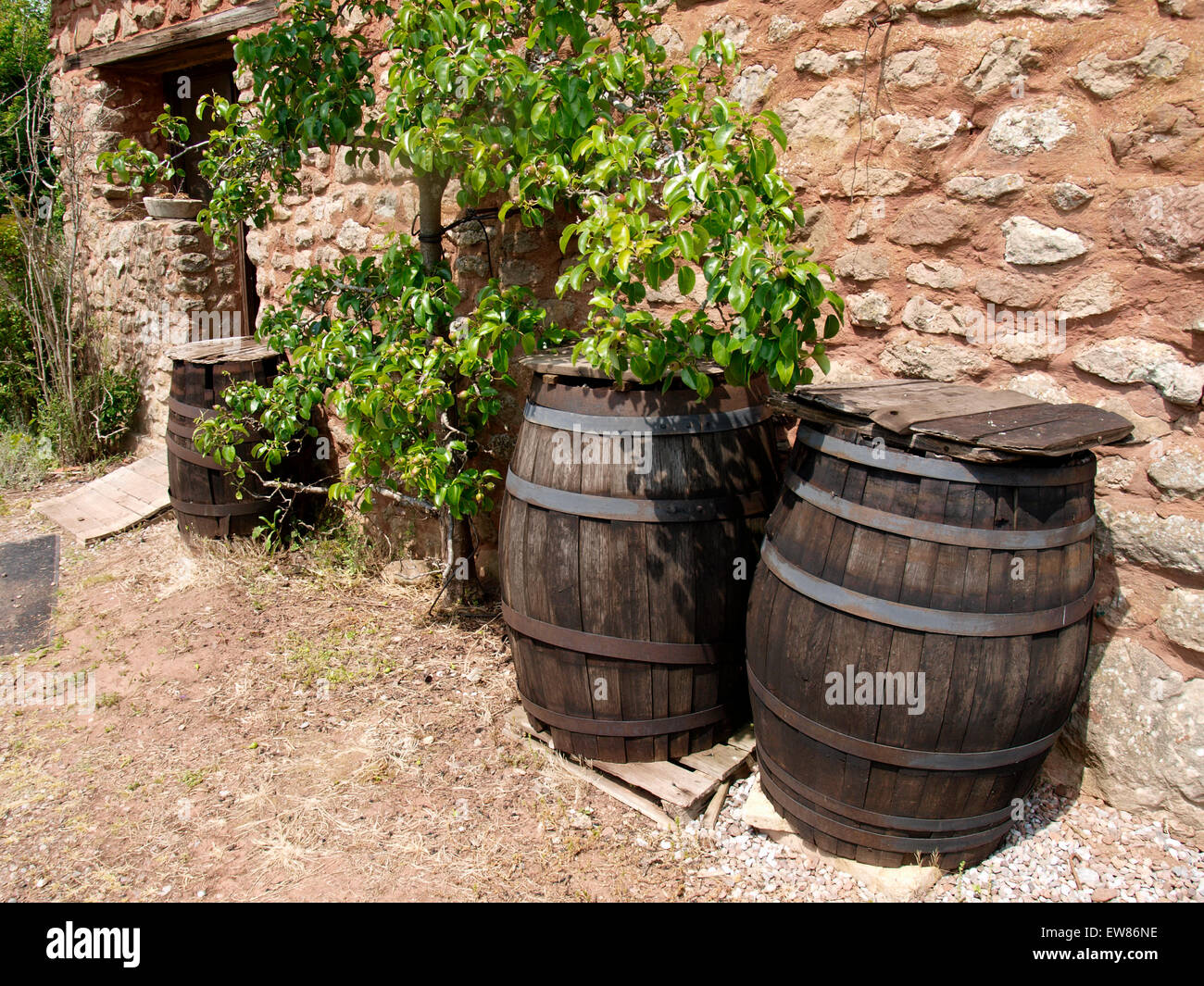 Old cider barrels and an apple tree against the side of a barn, UK ...