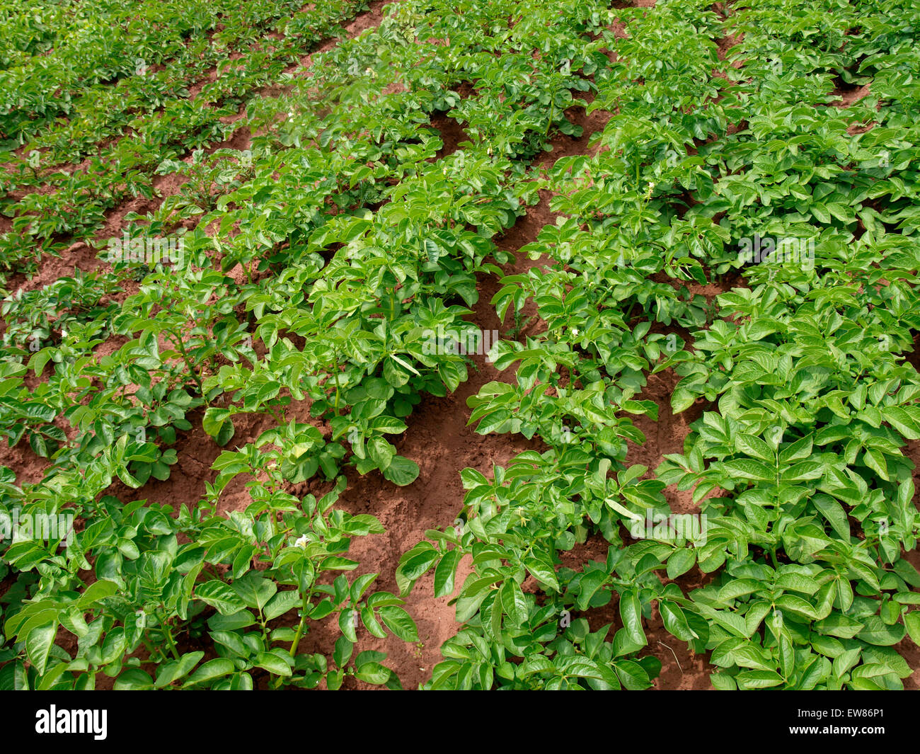 Potato crop, Somerset, UK Stock Photo - Alamy