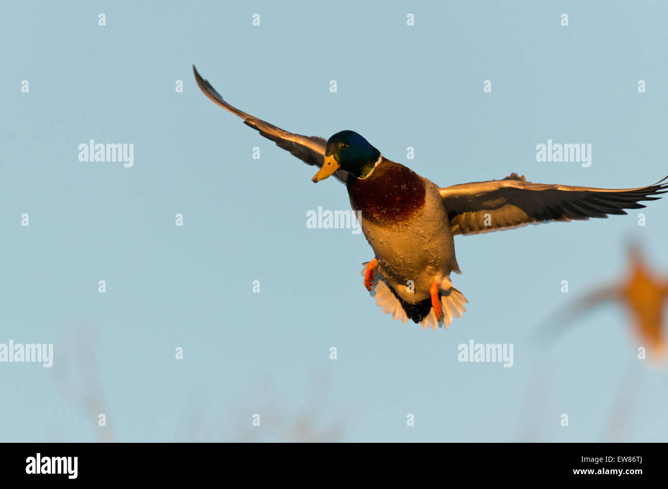 Flying drake hi-res stock photography and images - Alamy