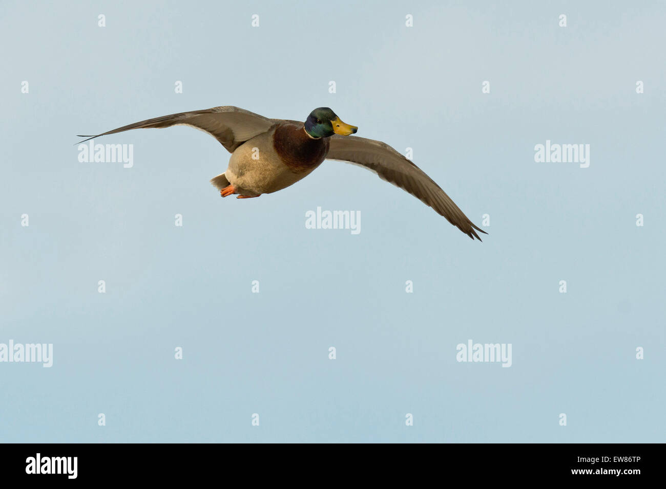 Flying Drake Mallard Stock Photo - Alamy