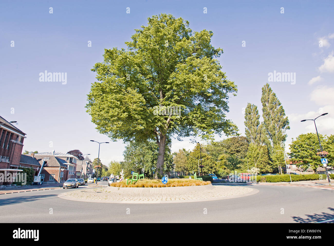 Roundabout Tree High Resolution Stock Photography and Images - Alamy