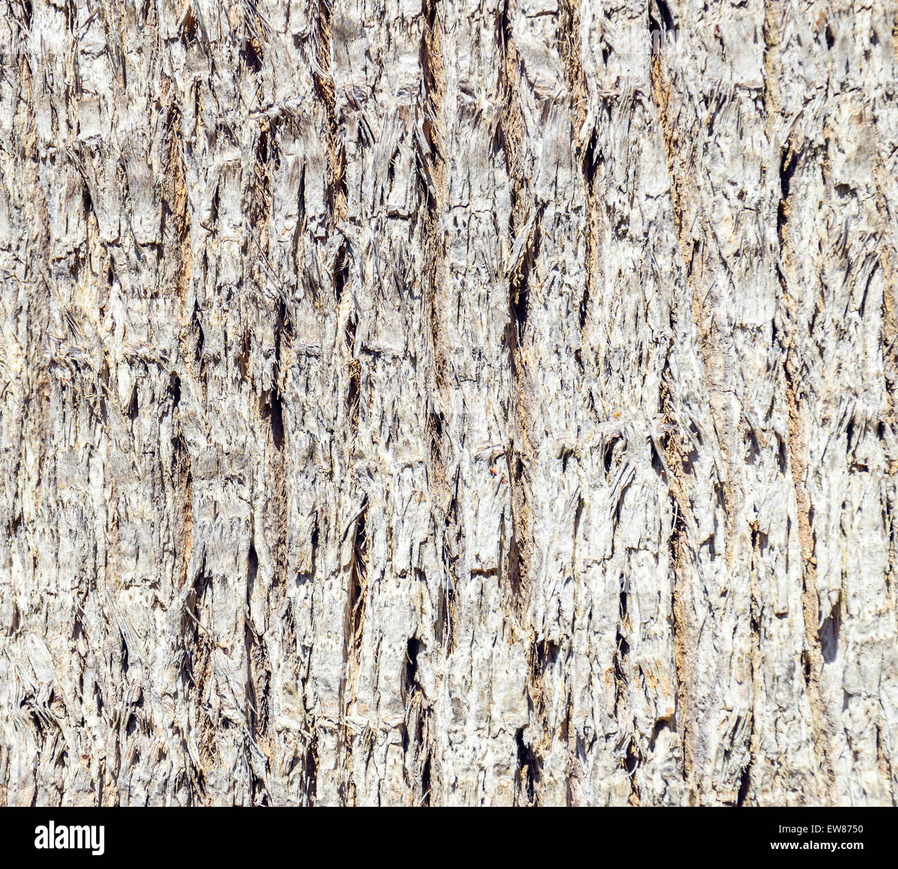 Bark of Pine Tree Stock Photo - Alamy