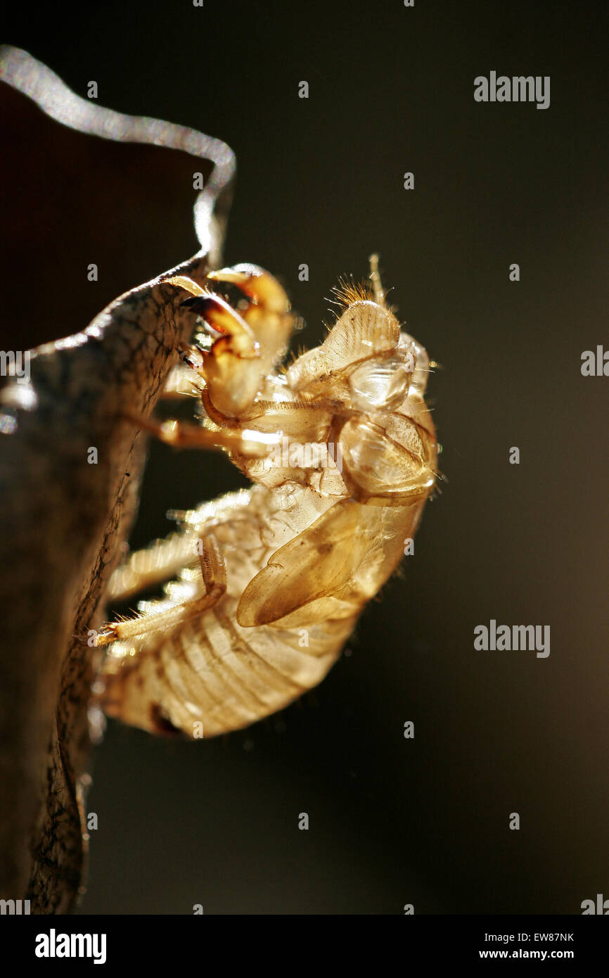 Bug close hi-res stock photography and images - Alamy