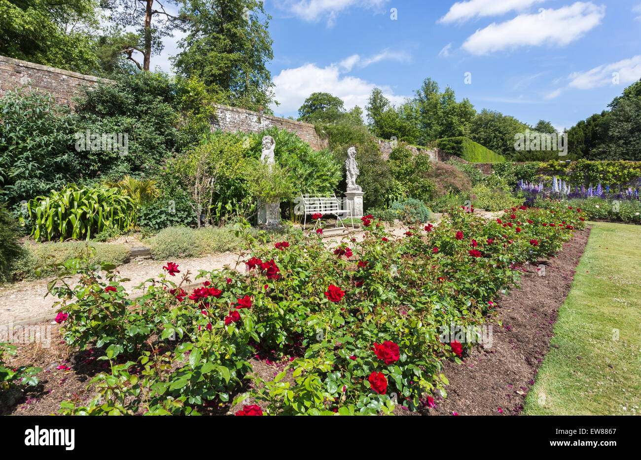 Red floribunda roses 'Frensham' in a border in Mrs Greville's Garden ...