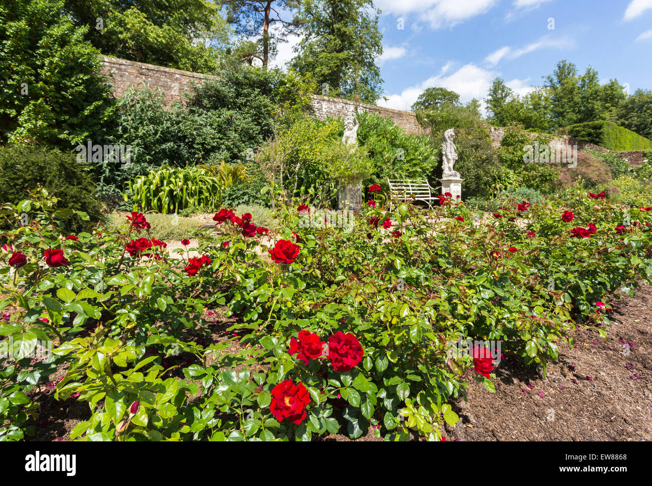 Red floribunda roses 'Frensham' in a border in Mrs Greville's Garden ...