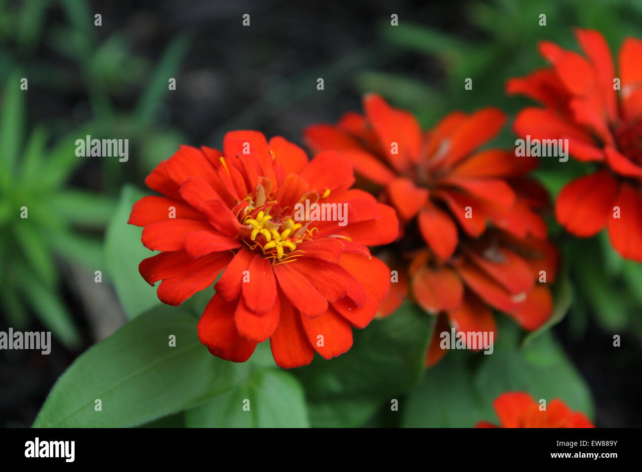 A beautiful 5184 x 3456 picture of a red, blossoming flower Stock Photo ...