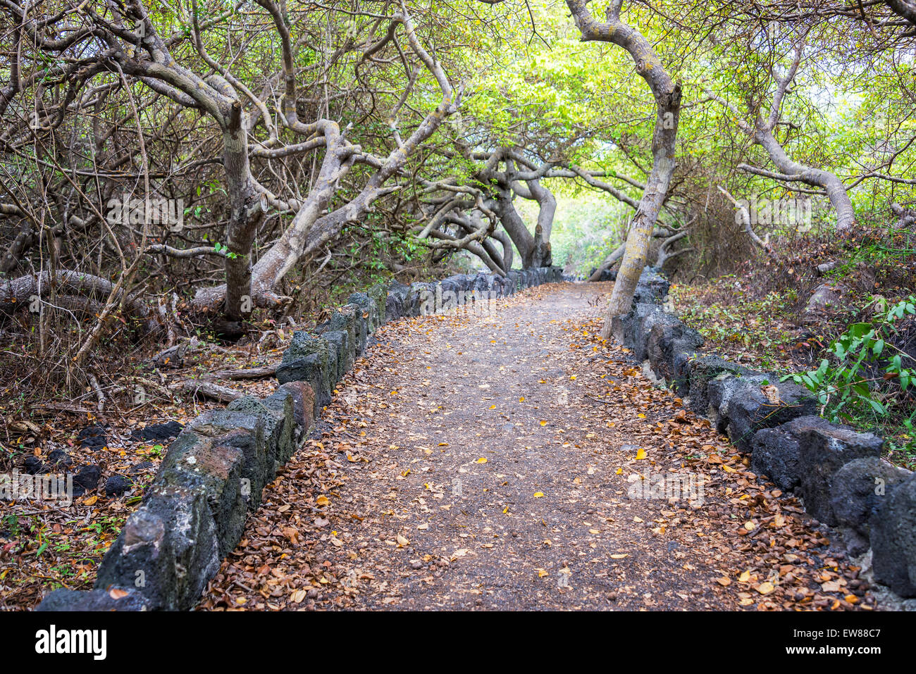 Path leading through a forest on Isabela Island in the Galapagos ...