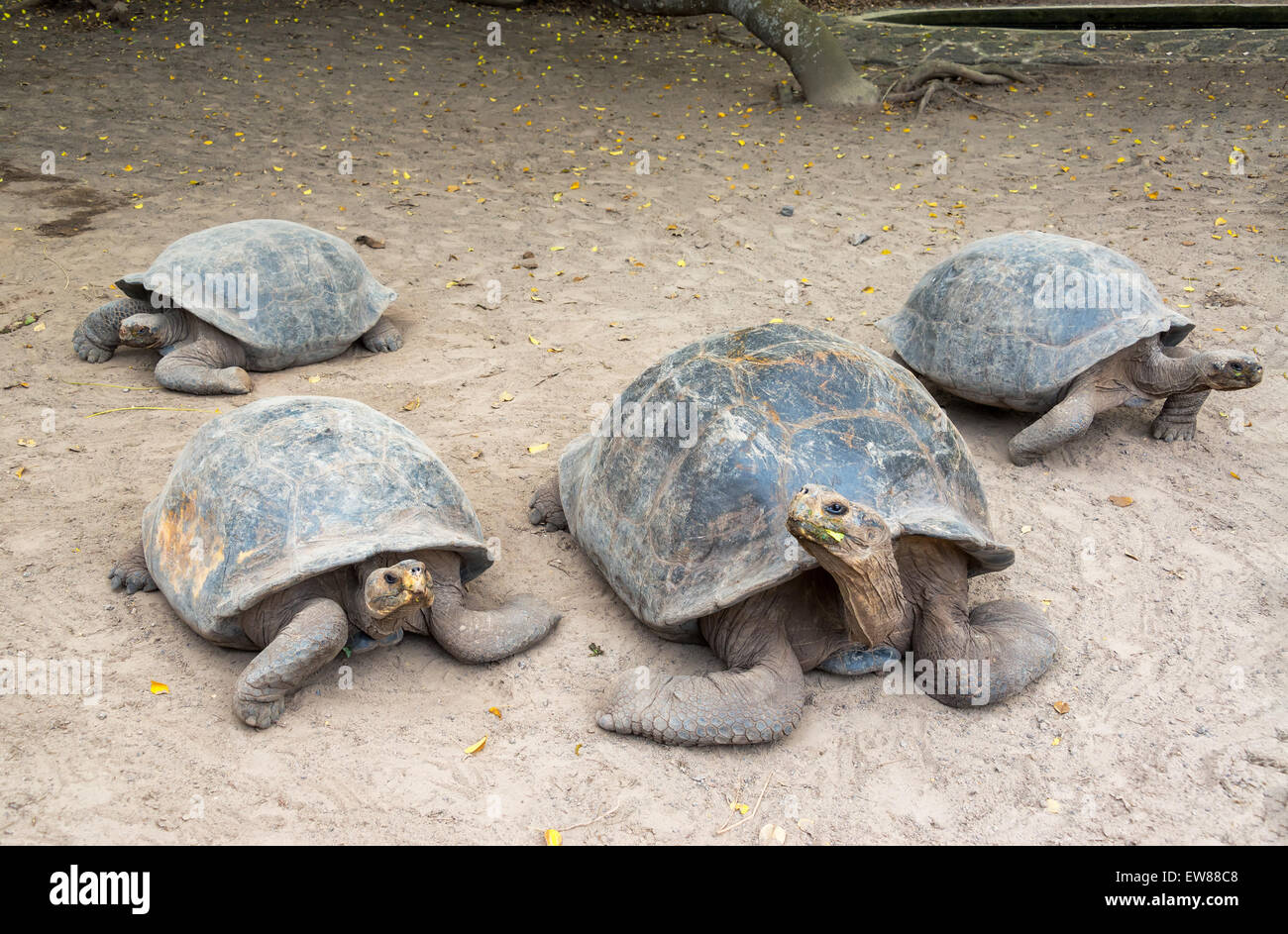 Four giant tortoises on Isabela Island in the Galapagos Islands in ...