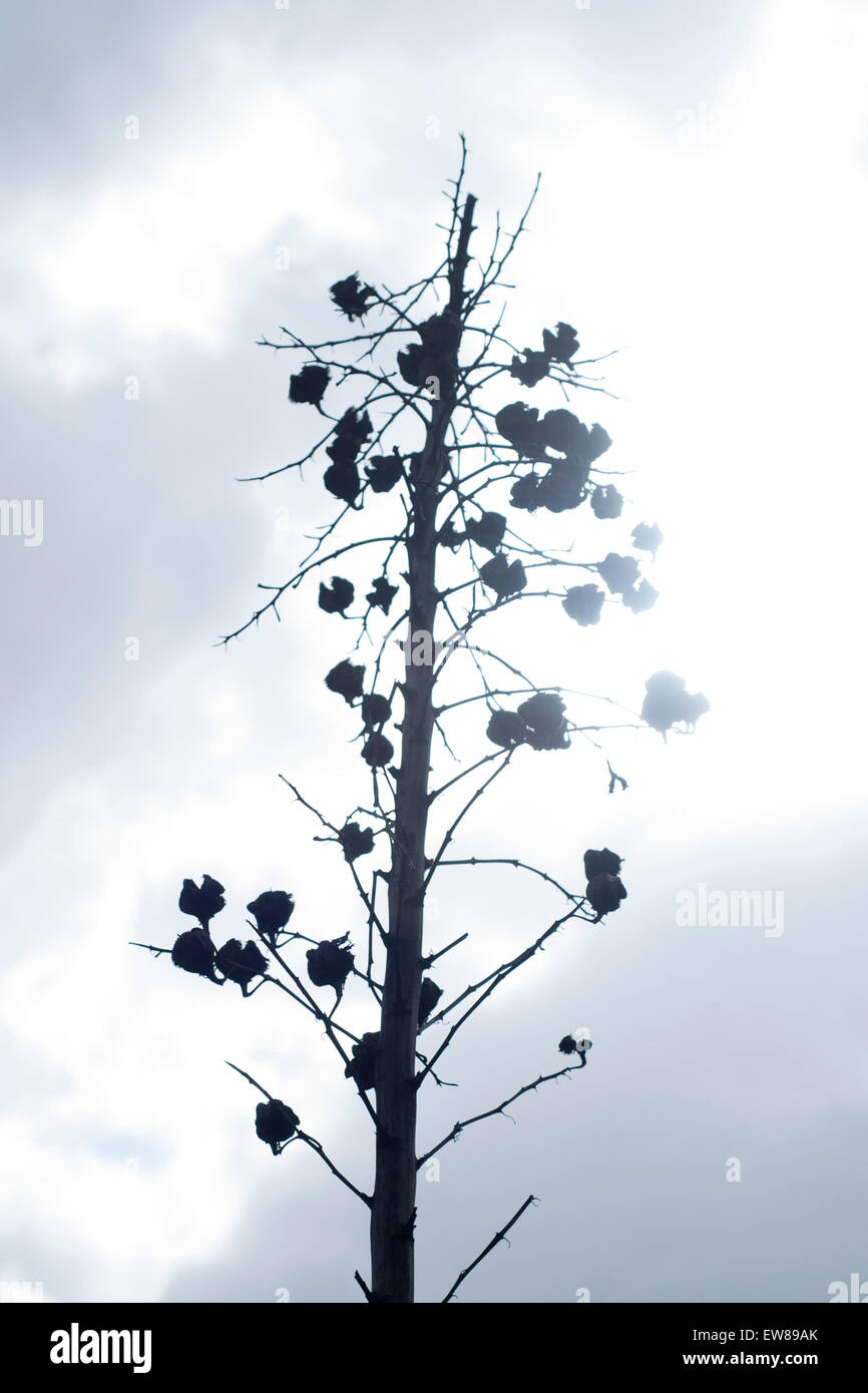 Silhouette tree hi-res stock photography and images - Alamy