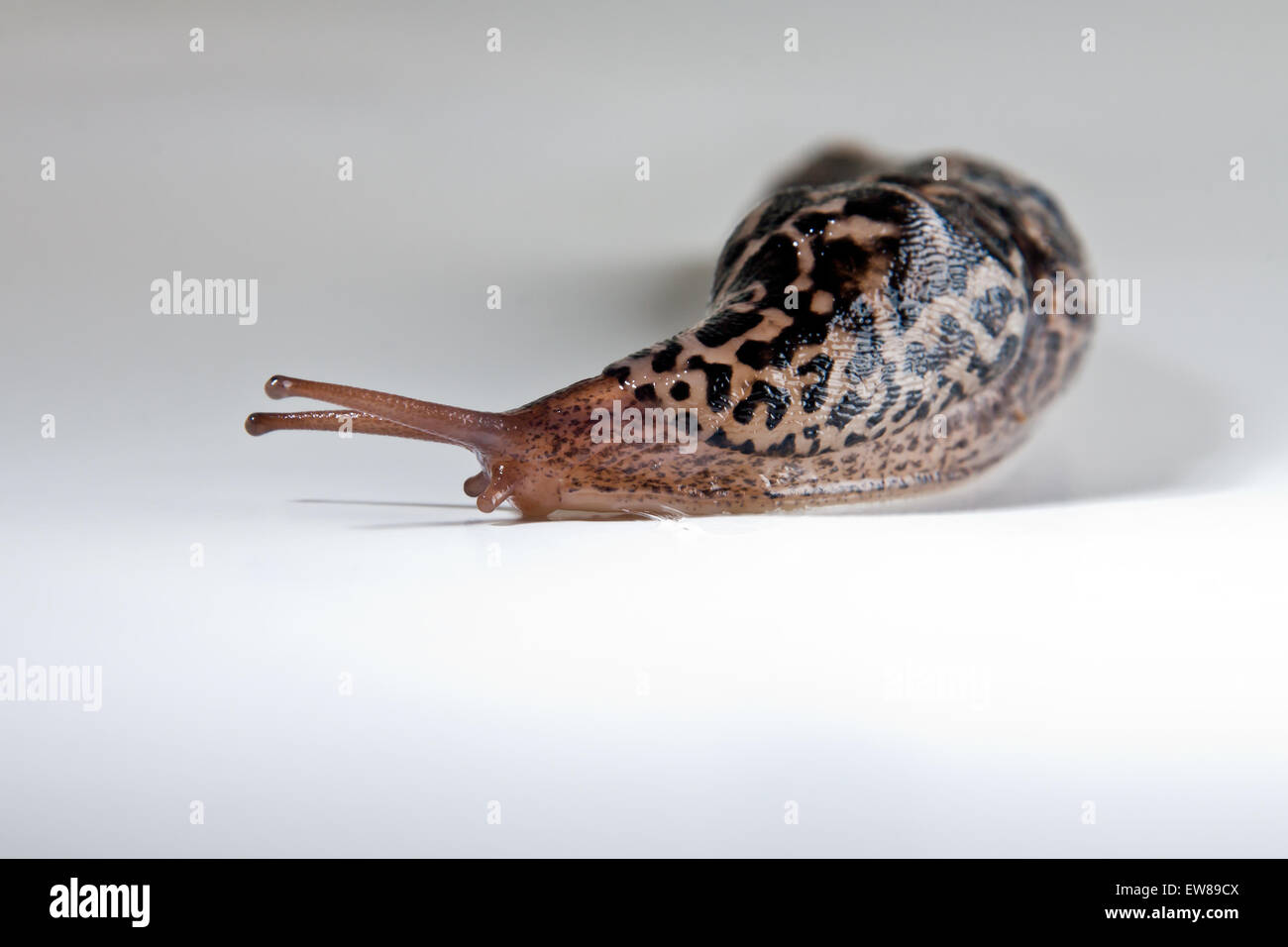 Spotted garden slug hi-res stock photography and images - Alamy
