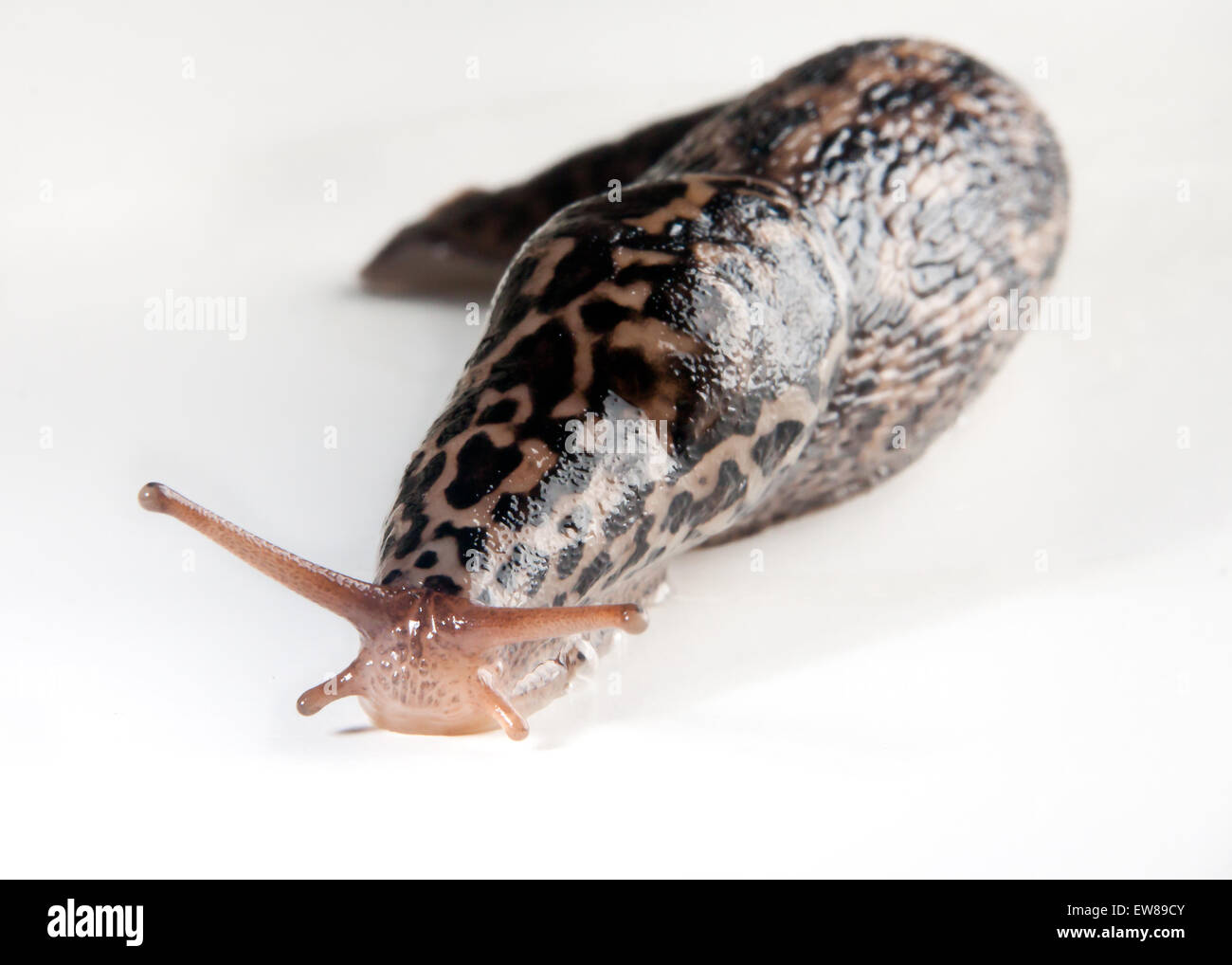 common garden slug islolated on a white backgroud Stock Photo - Alamy