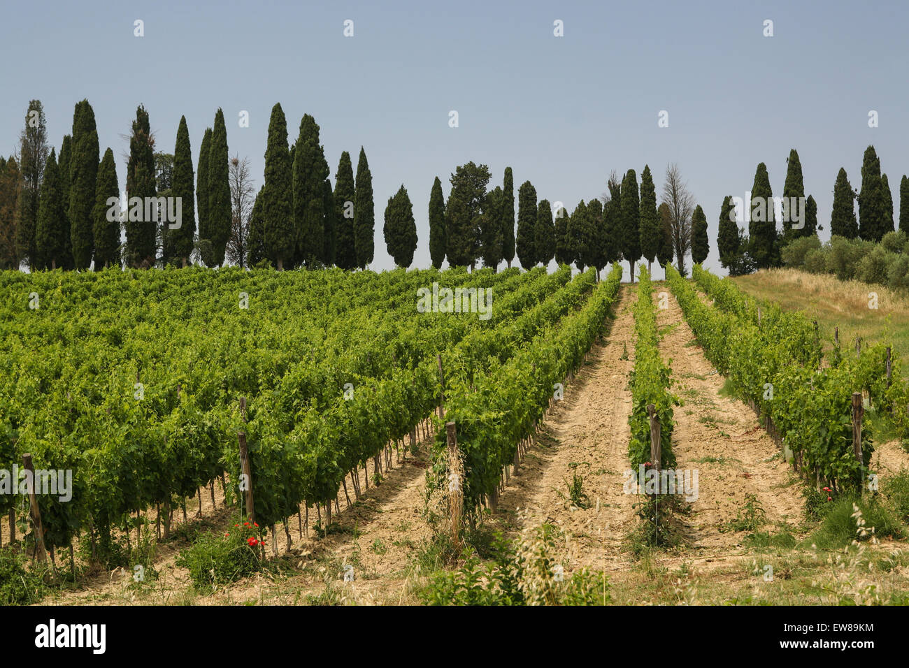 Cypress vines hi-res stock photography and images - Alamy