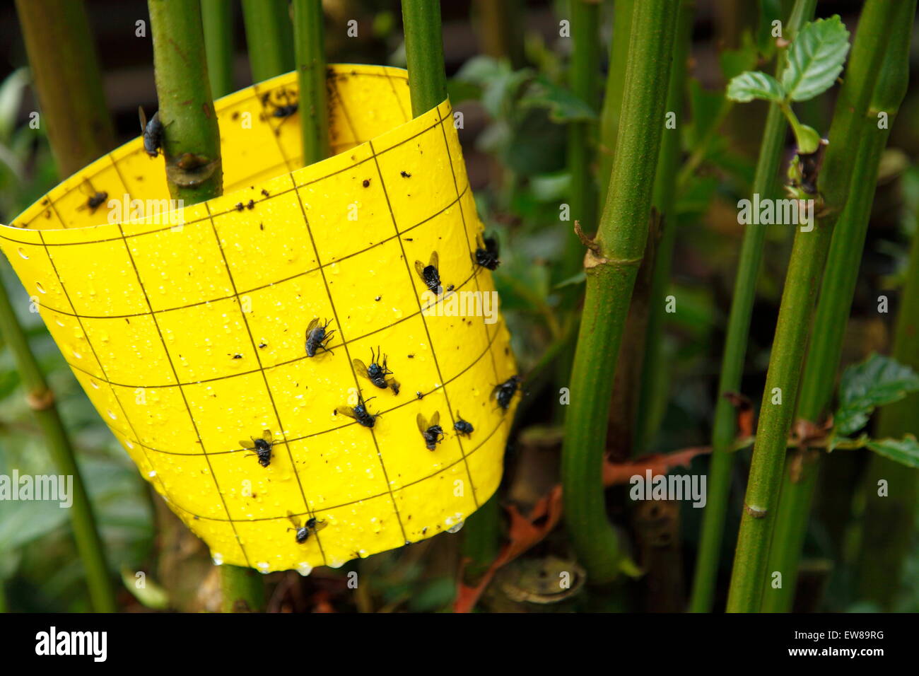 Flypaper hi-res stock photography and images - Alamy