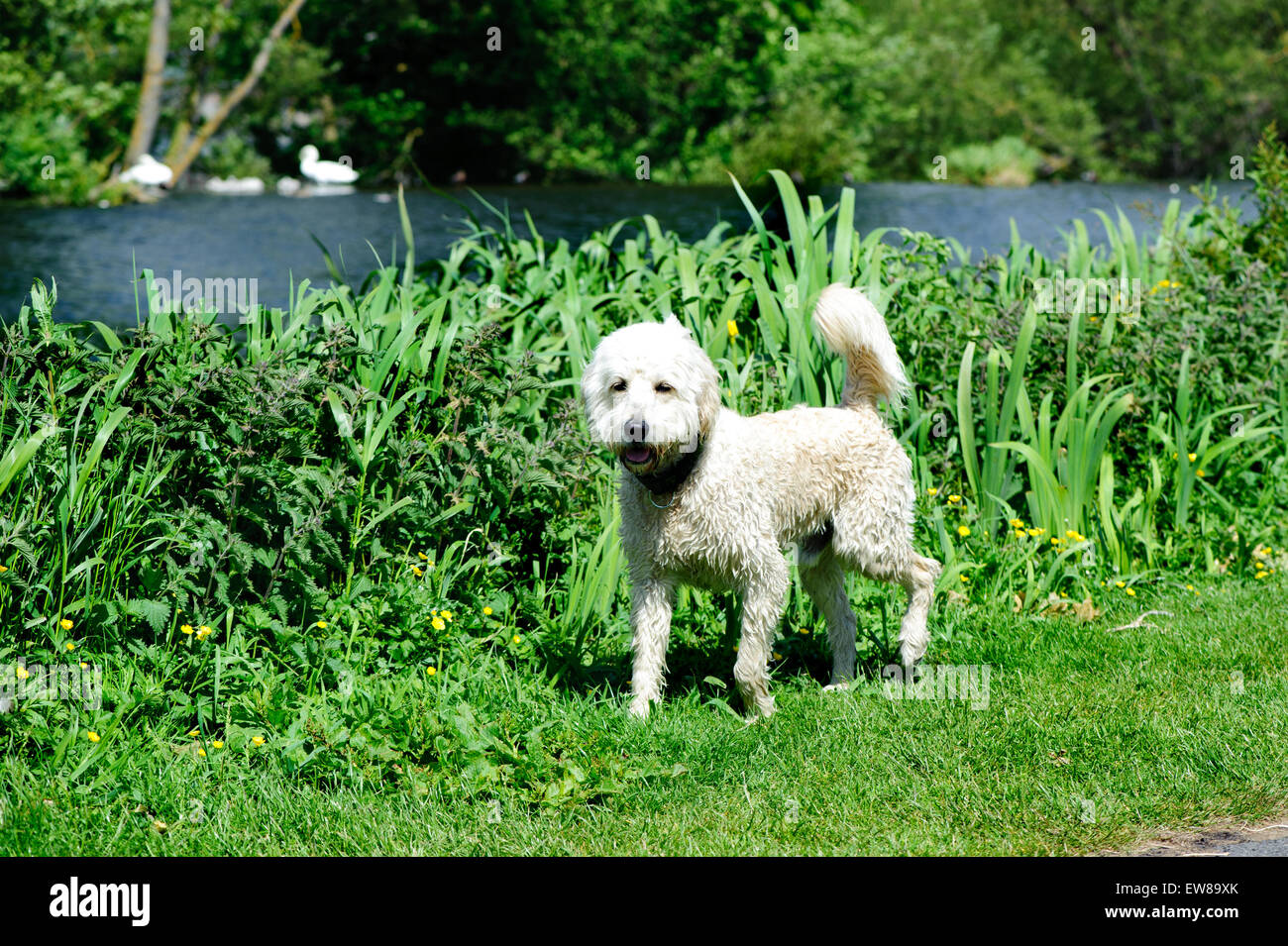 Australian Labradoodle walking in the park Stock Photo - Alamy
