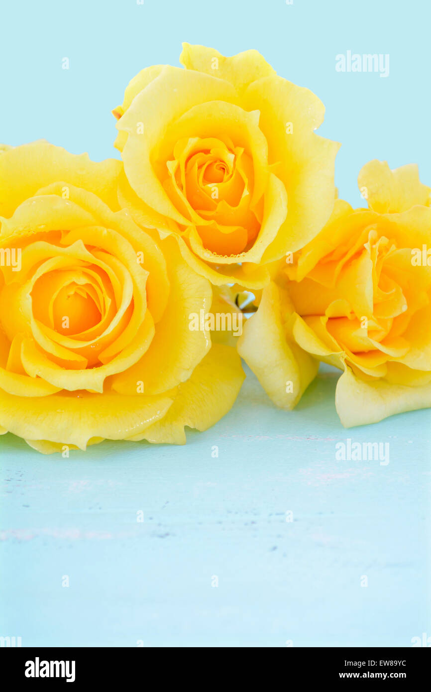 Beautiful yellow roses, the symbol of love and friendship, on rustic ...