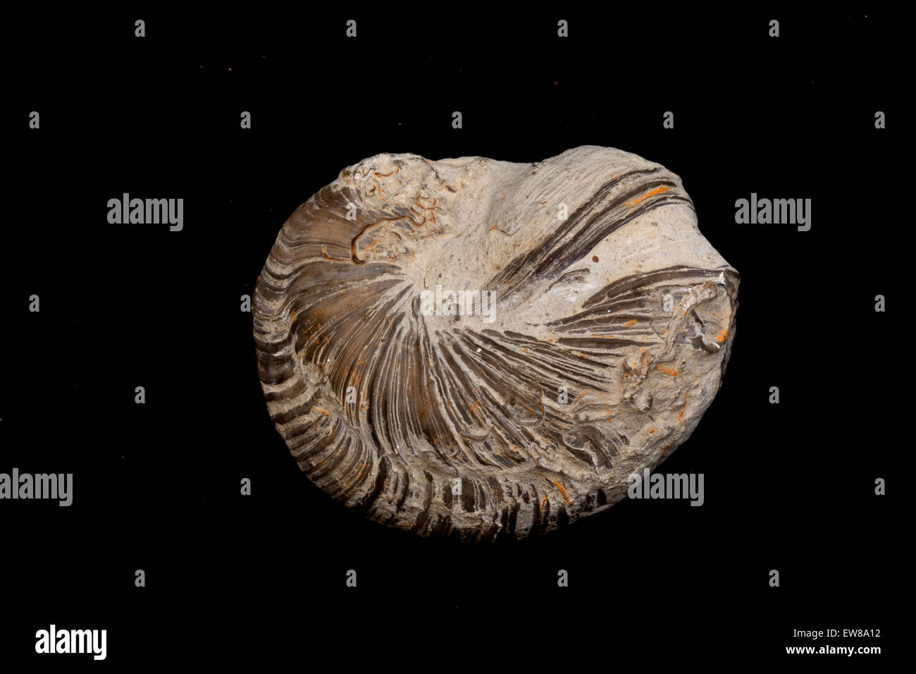 Fossils sedimentary rock hi-res stock photography and images - Alamy