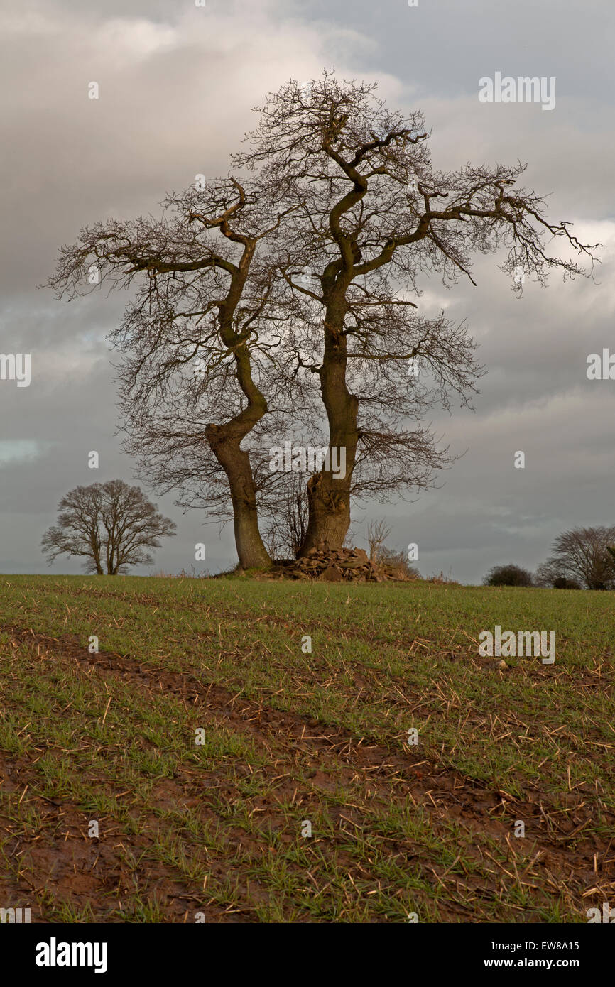 English oak, Quercus rober, Herefordshire, England Stock Photo - Alamy