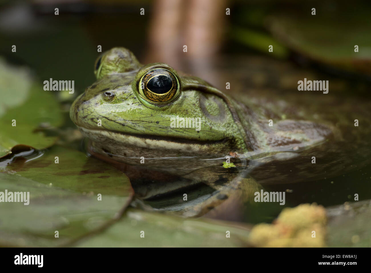 Bullfrog jumping hi-res stock photography and images - Alamy