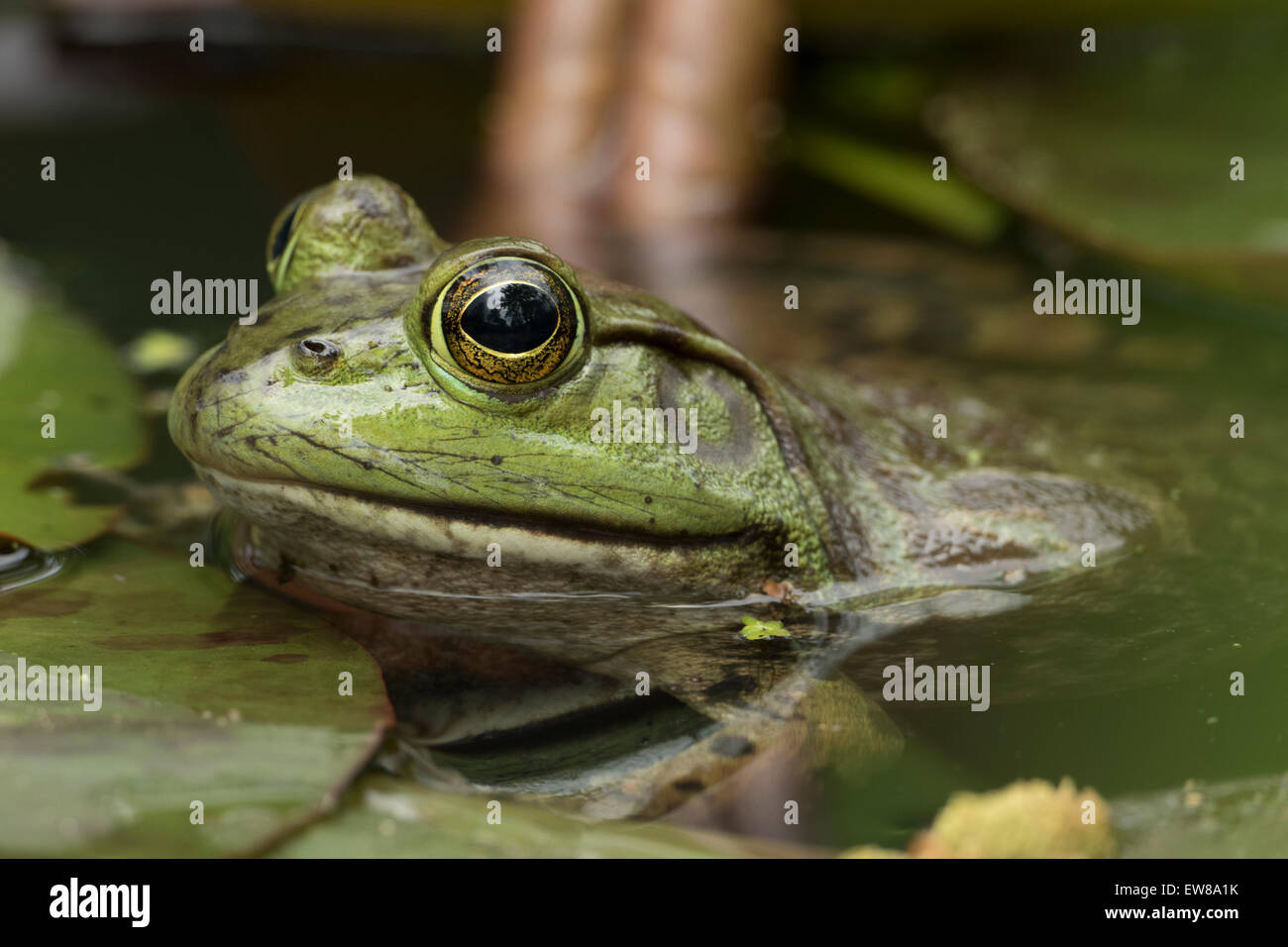 Edible bullfrog hi-res stock photography and images - Alamy