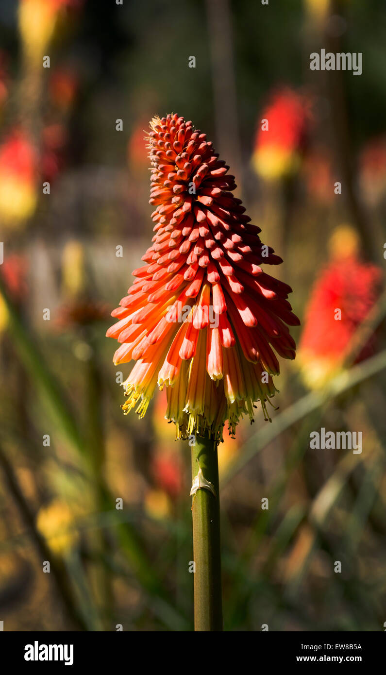 Big basin state park hi-res stock photography and images - Alamy
