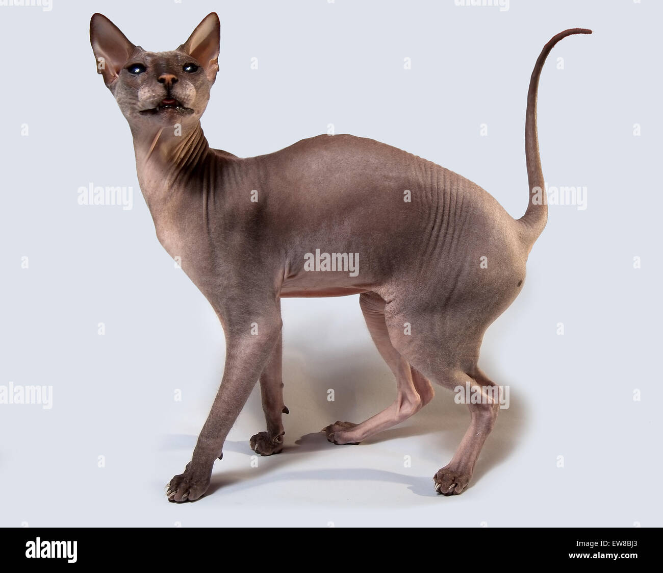Bald cat don Sphynx Stock Photo - Alamy