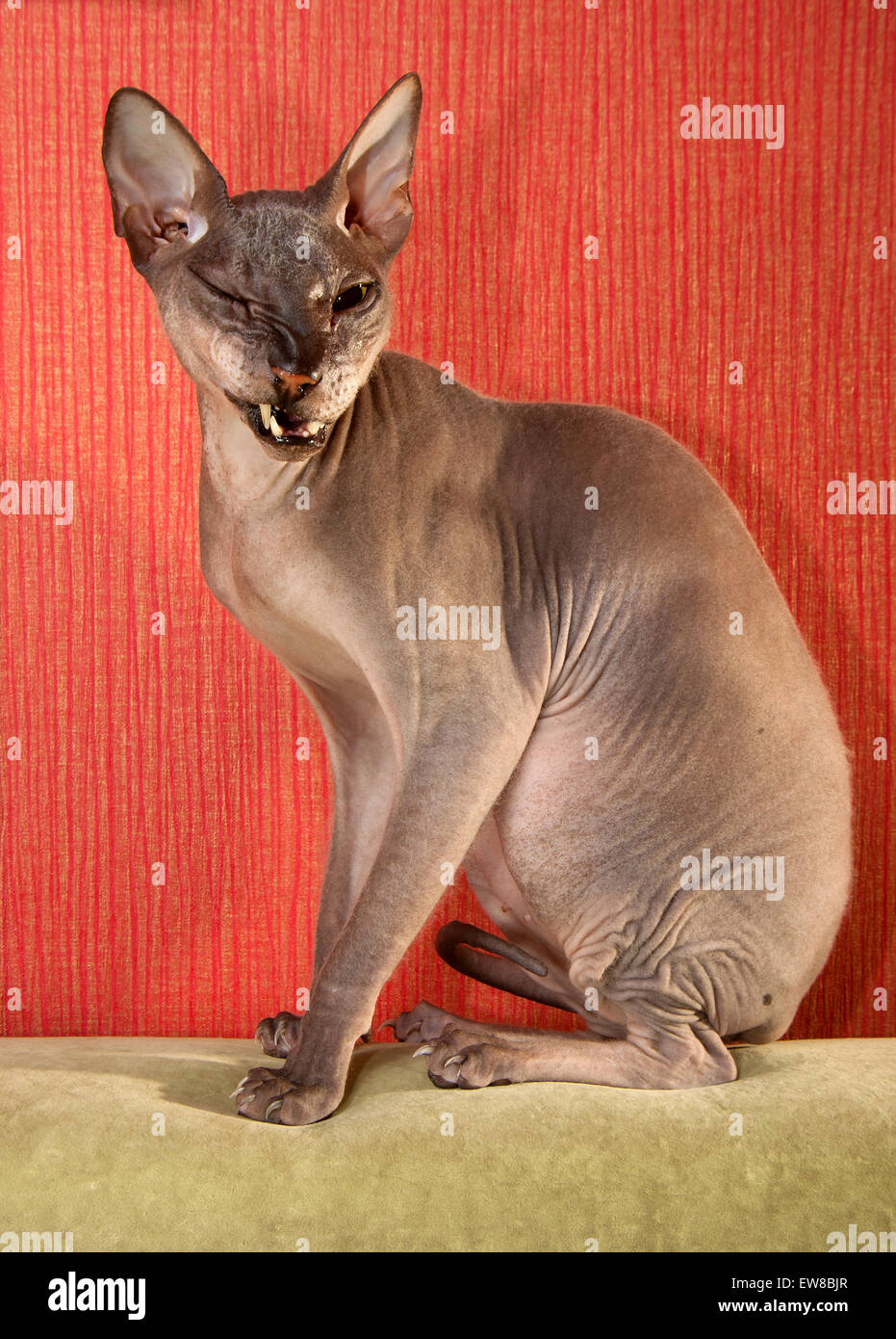 Bald cat don Sphynx Stock Photo - Alamy