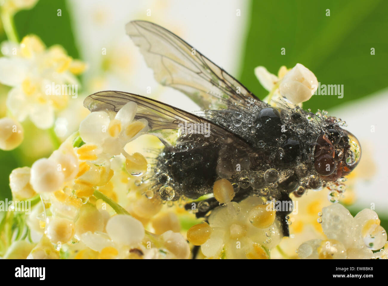 Meat fly hi-res stock photography and images - Alamy