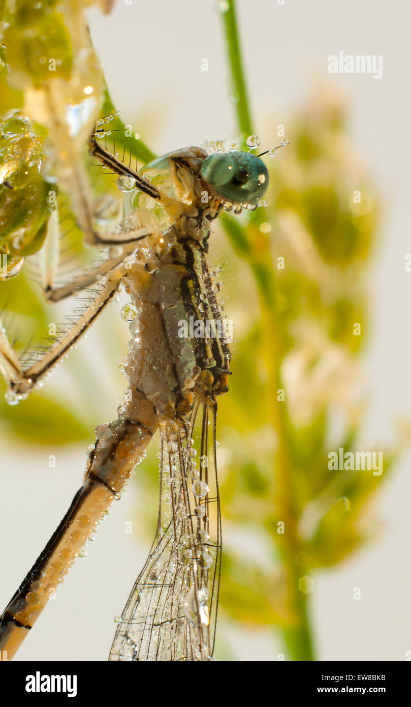 Dragonfly p ordinary in Rees.(Platycnemidae)(Platycnemis pennipes Stock ...
