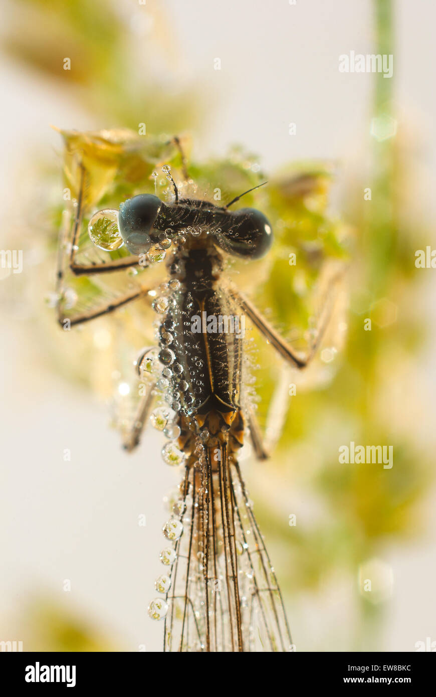 Dragonfly p ordinary in Rees.(Platycnemidae)(Platycnemis pennipes Stock ...