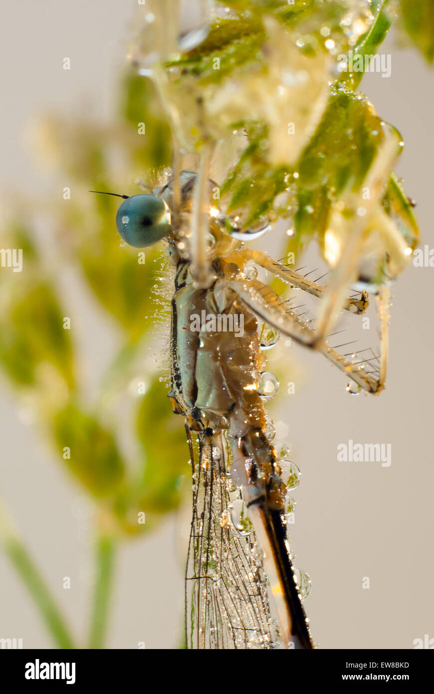 Dragonfly p ordinary in Rees.(Platycnemidae)(Platycnemis pennipes Stock ...