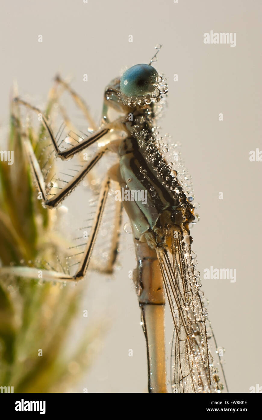 Dragonfly p ordinary in Rees.(Platycnemidae)(Platycnemis pennipes Stock ...