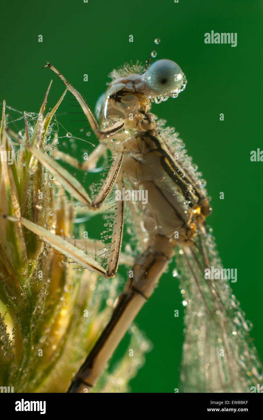 Dragonfly p ordinary in Rees.(Platycnemidae)(Platycnemis pennipes Stock ...
