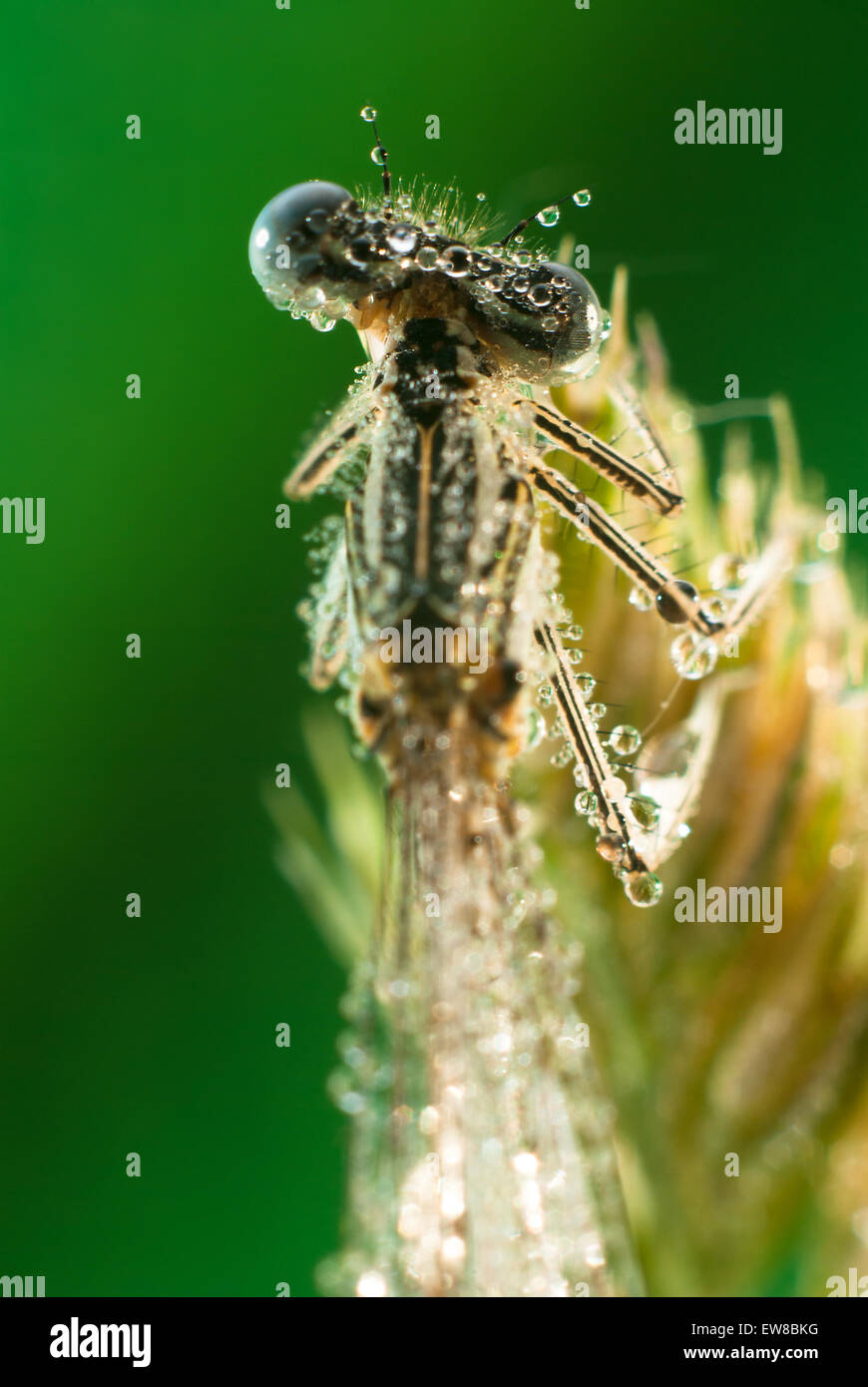 Dragonfly p ordinary in Rees.(Platycnemidae)(Platycnemis pennipes Stock ...