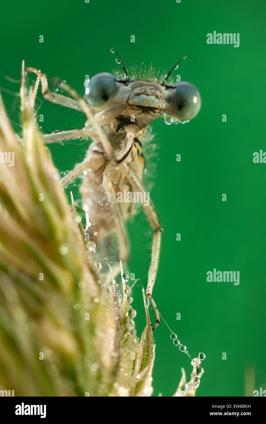 Dragonfly p ordinary in Rees.(Platycnemidae)(Platycnemis pennipes Stock ...