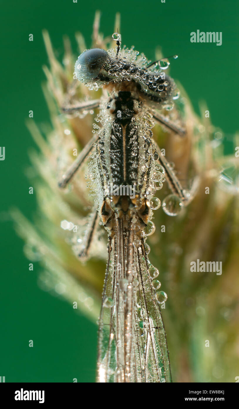 Drop wing dragonfly hi-res stock photography and images - Alamy