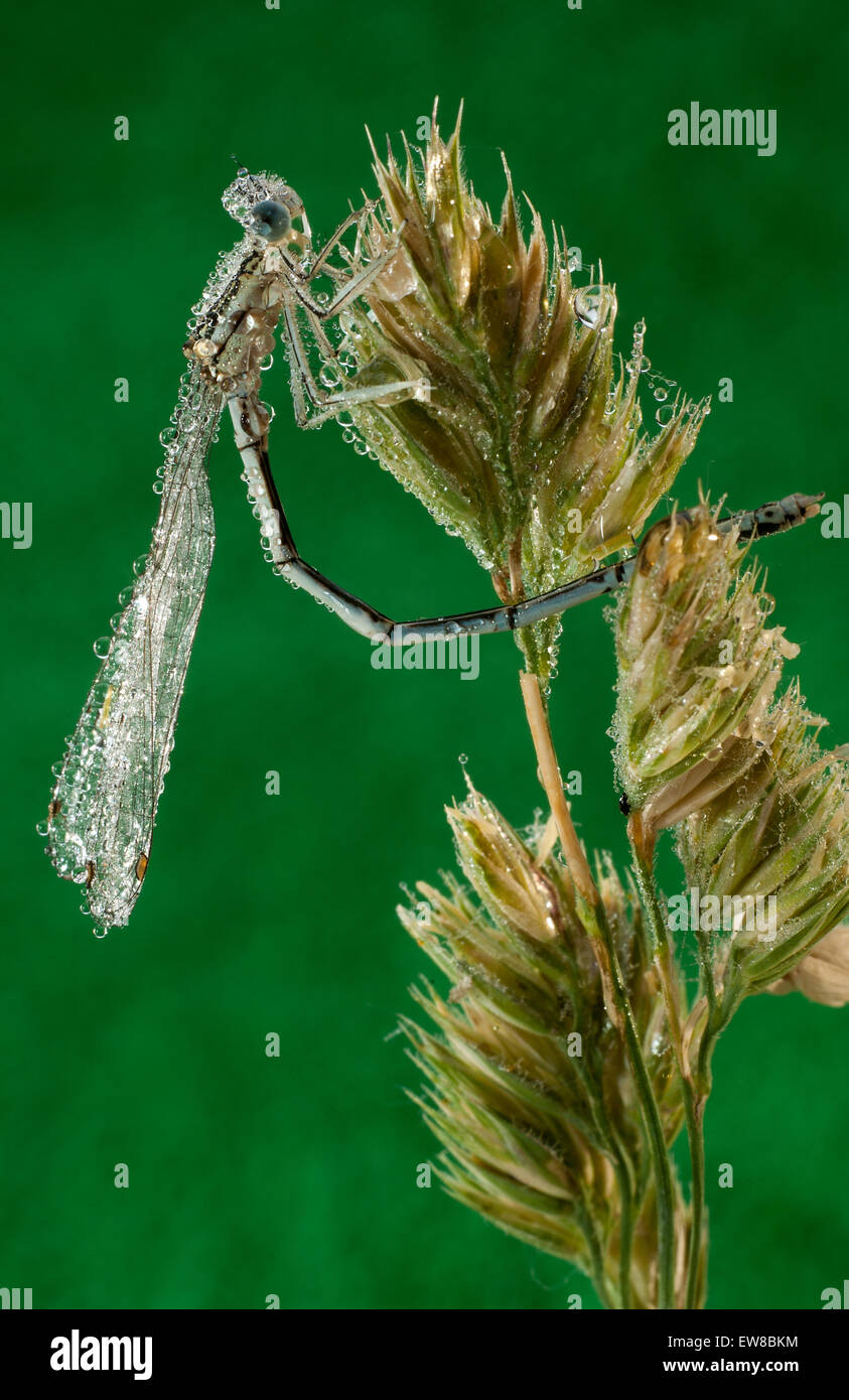 Dragonfly p ordinary in Rees.(Platycnemidae)(Platycnemis pennipes Stock ...