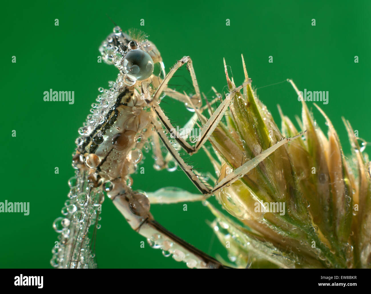 Dragonfly p ordinary in Rees.(Platycnemidae)(Platycnemis pennipes Stock ...