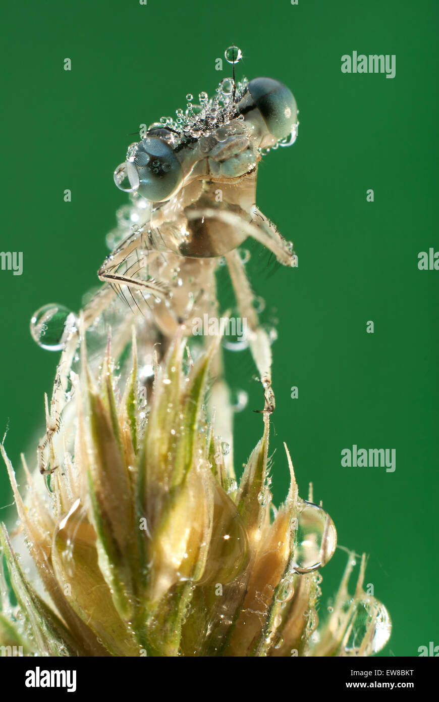 Dragonfly p ordinary in Rees.(Platycnemidae)(Platycnemis pennipes Stock ...